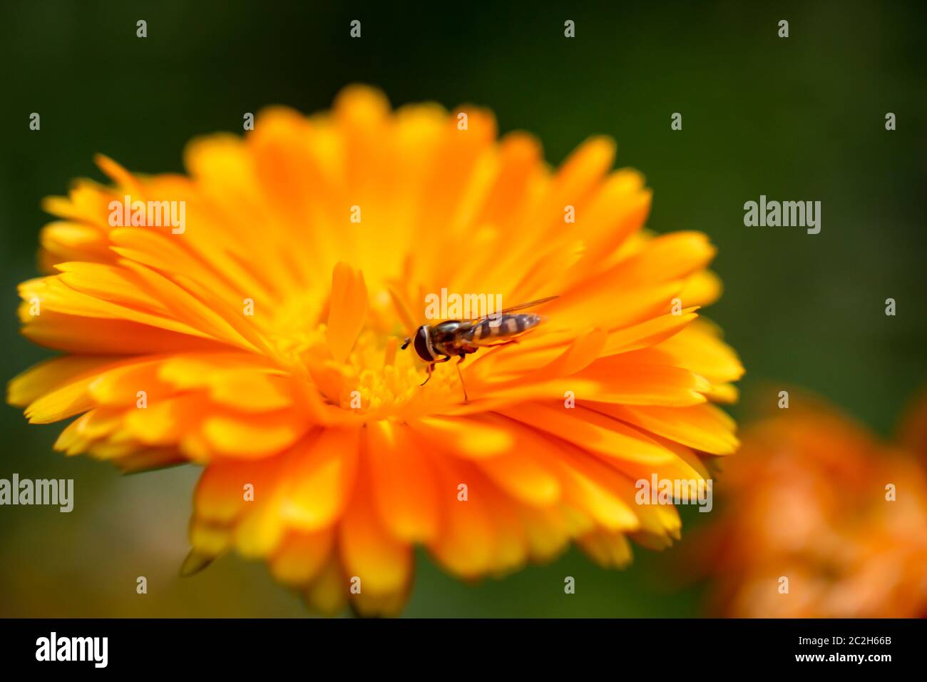 a bee, bumblebee, hoverfly on a plant Stock Photo - Alamy