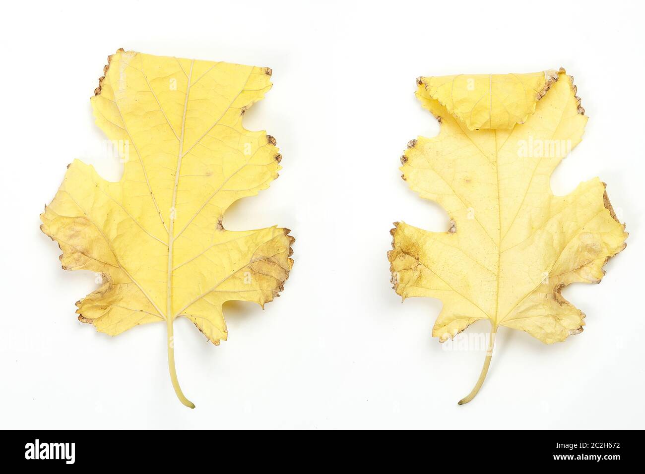 autumn dry leaf on white isolated background. front and back view Stock ...