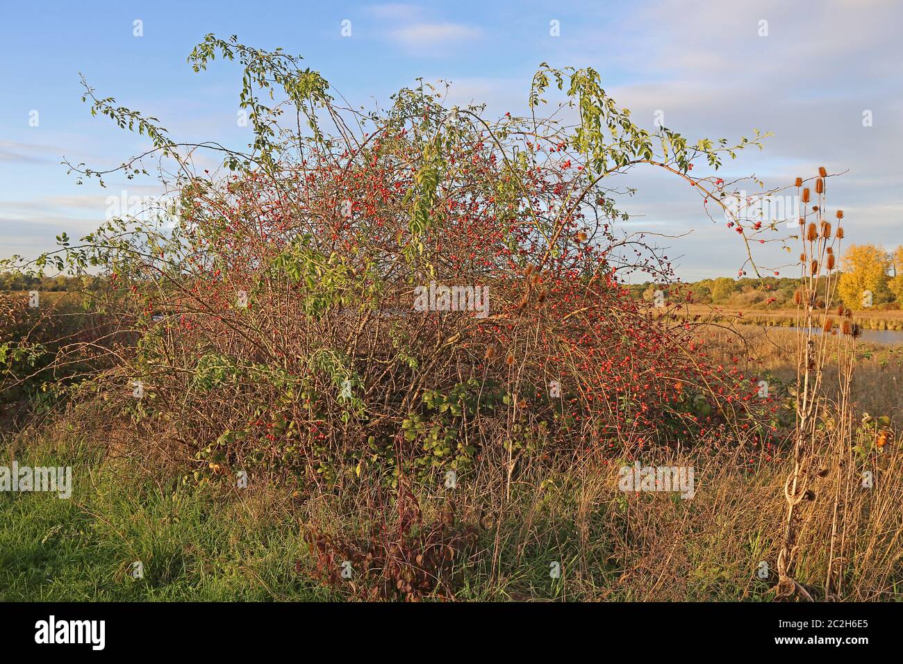 Wild rose bush hi-res stock photography and images - Alamy