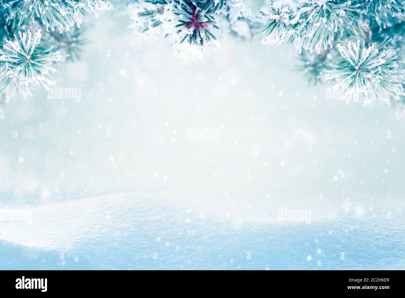 Snow falling on pine tree hi-res stock photography and images - Alamy
