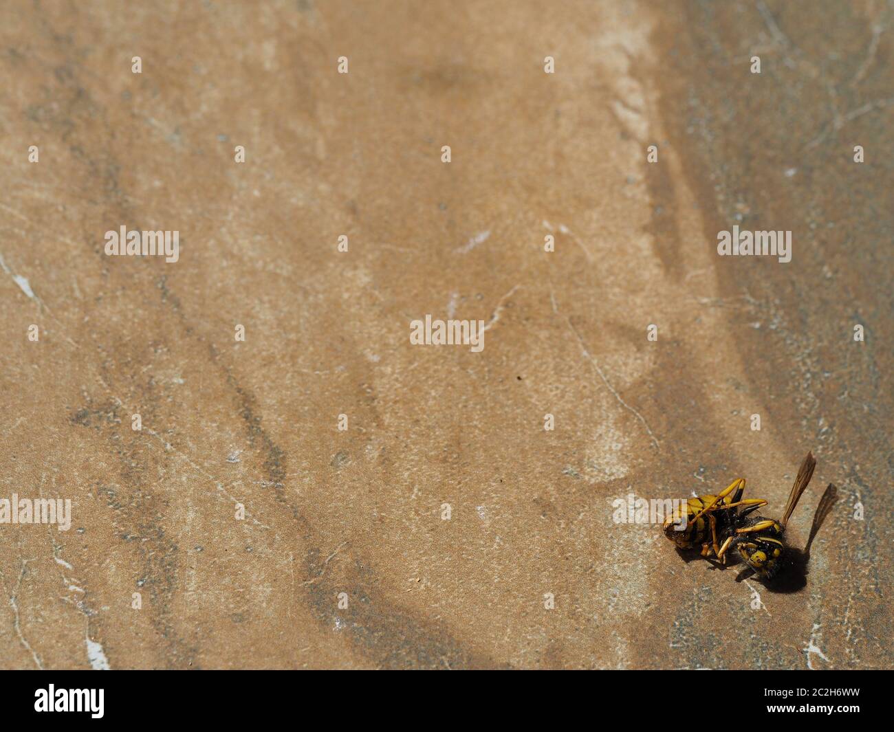 Field wasp hi-res stock photography and images - Alamy
