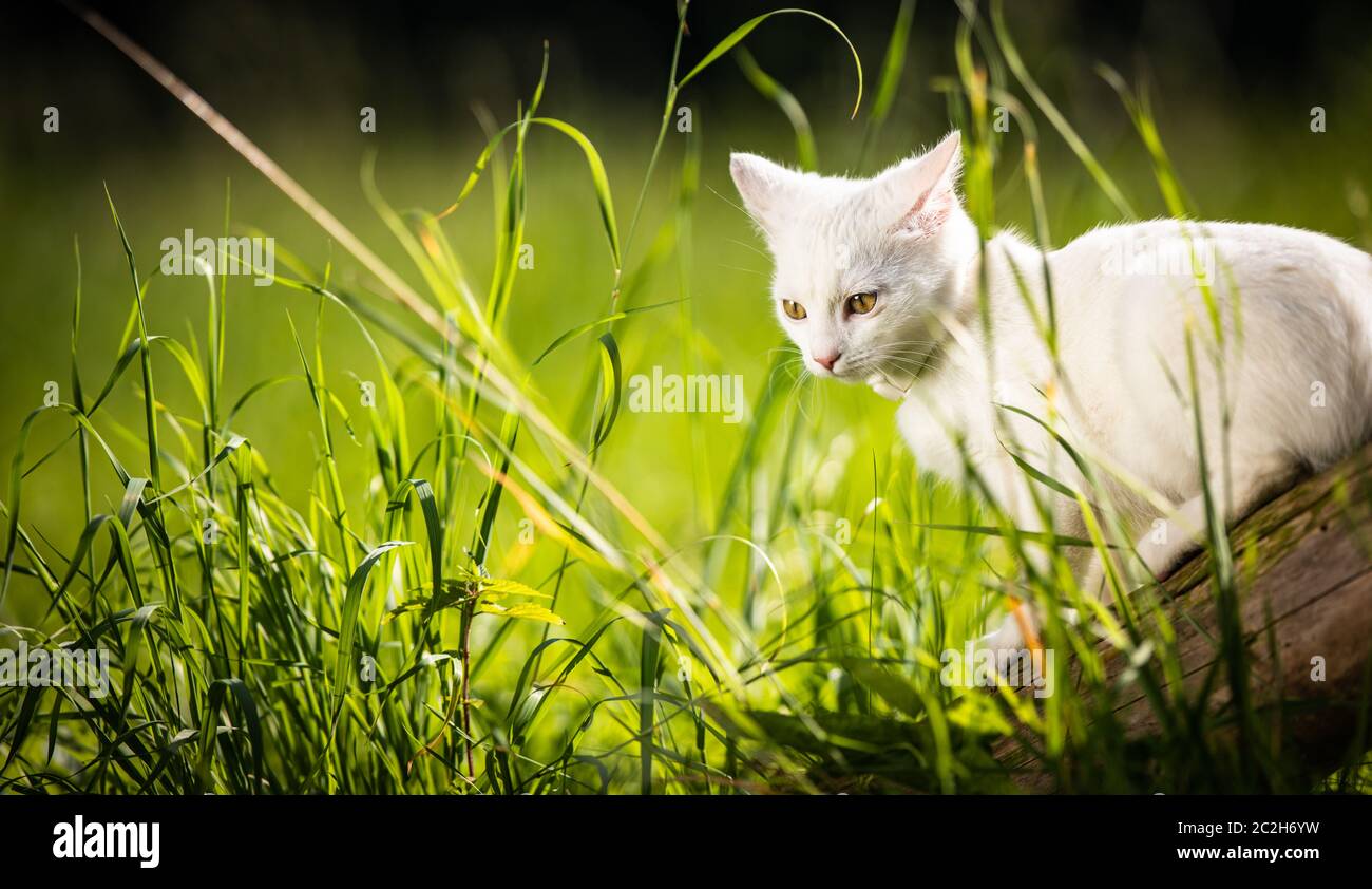Extremely cute white kitten hi-res stock photography and images - Alamy
