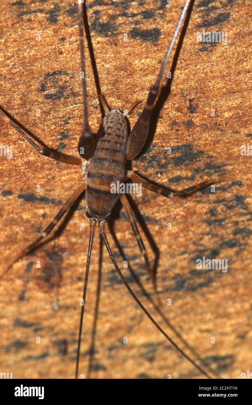 Cave weta new zealand hi-res stock photography and images - Alamy