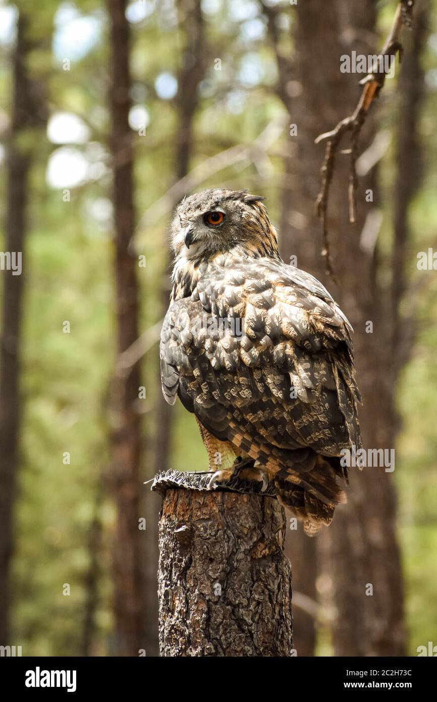 Peaceful owl hi-res stock photography and images - Alamy