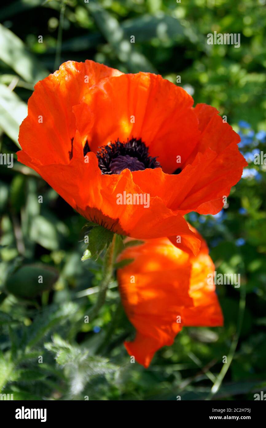 Poppies flower hi-res stock photography and images - Alamy