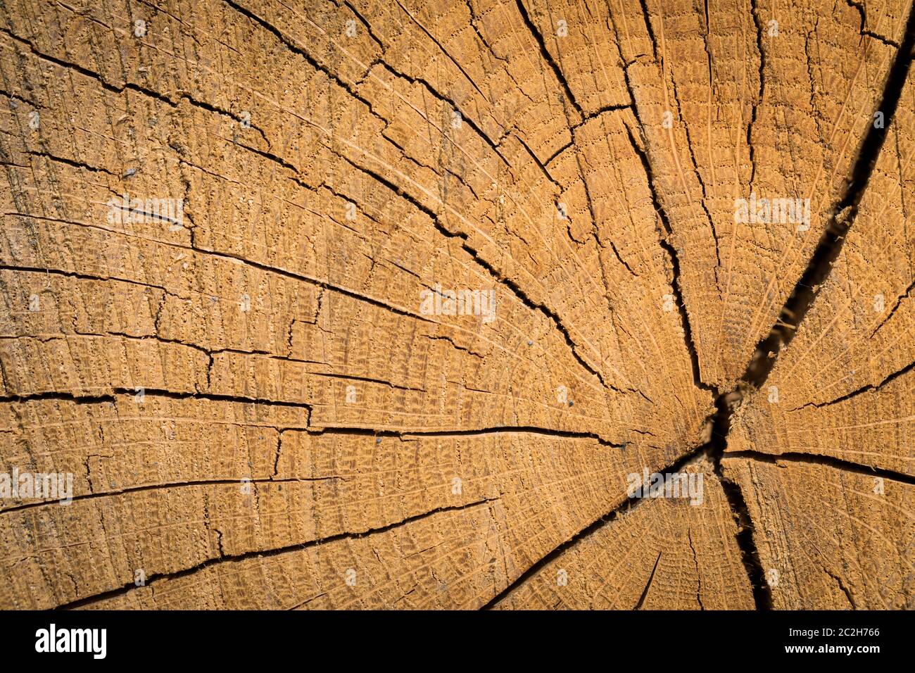 Wood texture background surface. Natural wood texture. Timber ...