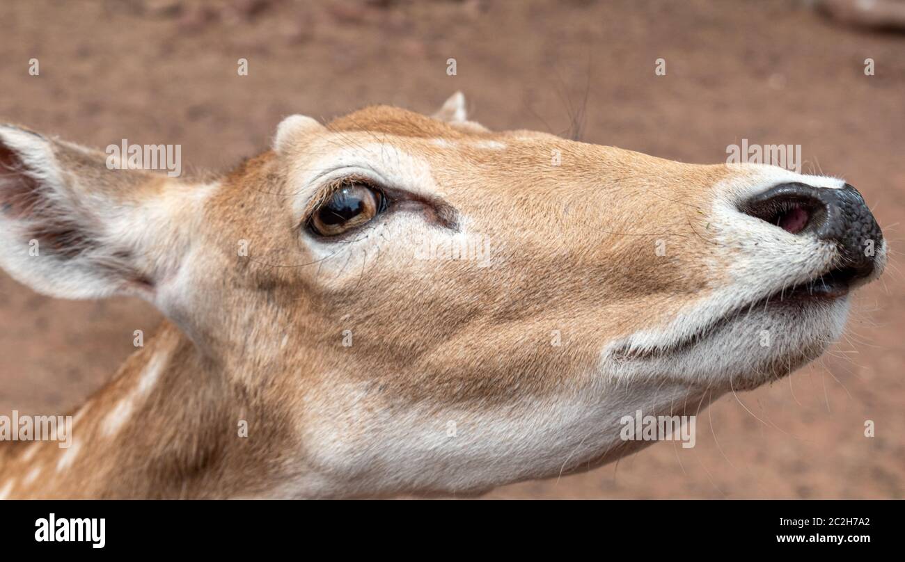 Animal funny face hi-res stock photography and images - Alamy