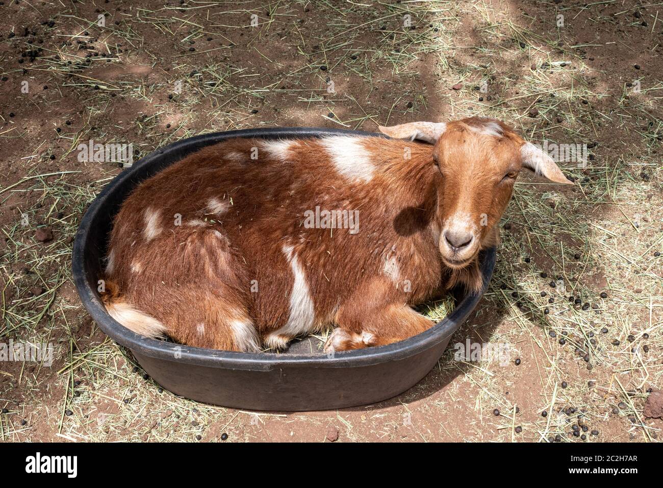 Goat in a bucket Stock Photo - Alamy