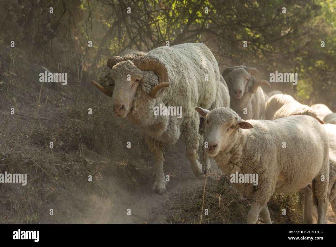 Breeding animals hi-res stock photography and images - Alamy