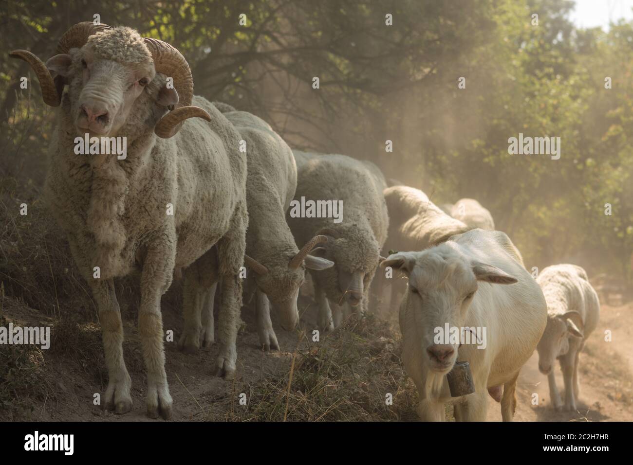 Sheep face. Breeding animals, a herd of sheep go to pasture in the ...