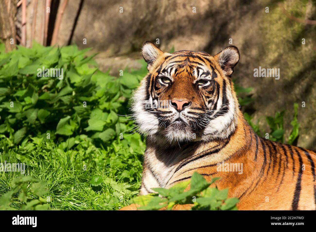 Tiger a portrait Stock Photo - Alamy