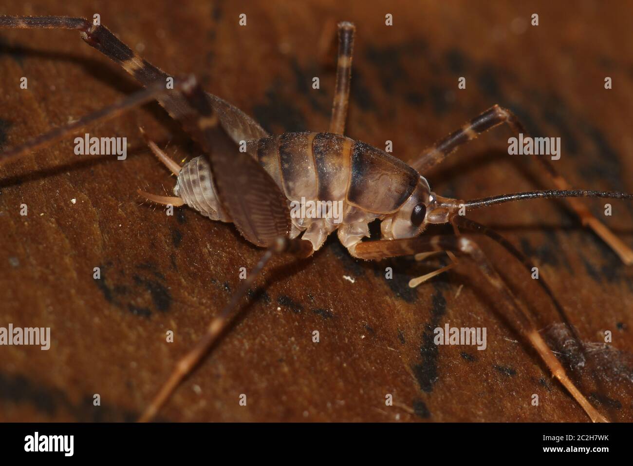 New Zealand cave weta (Rhaphidophoridae Stock Photo - Alamy