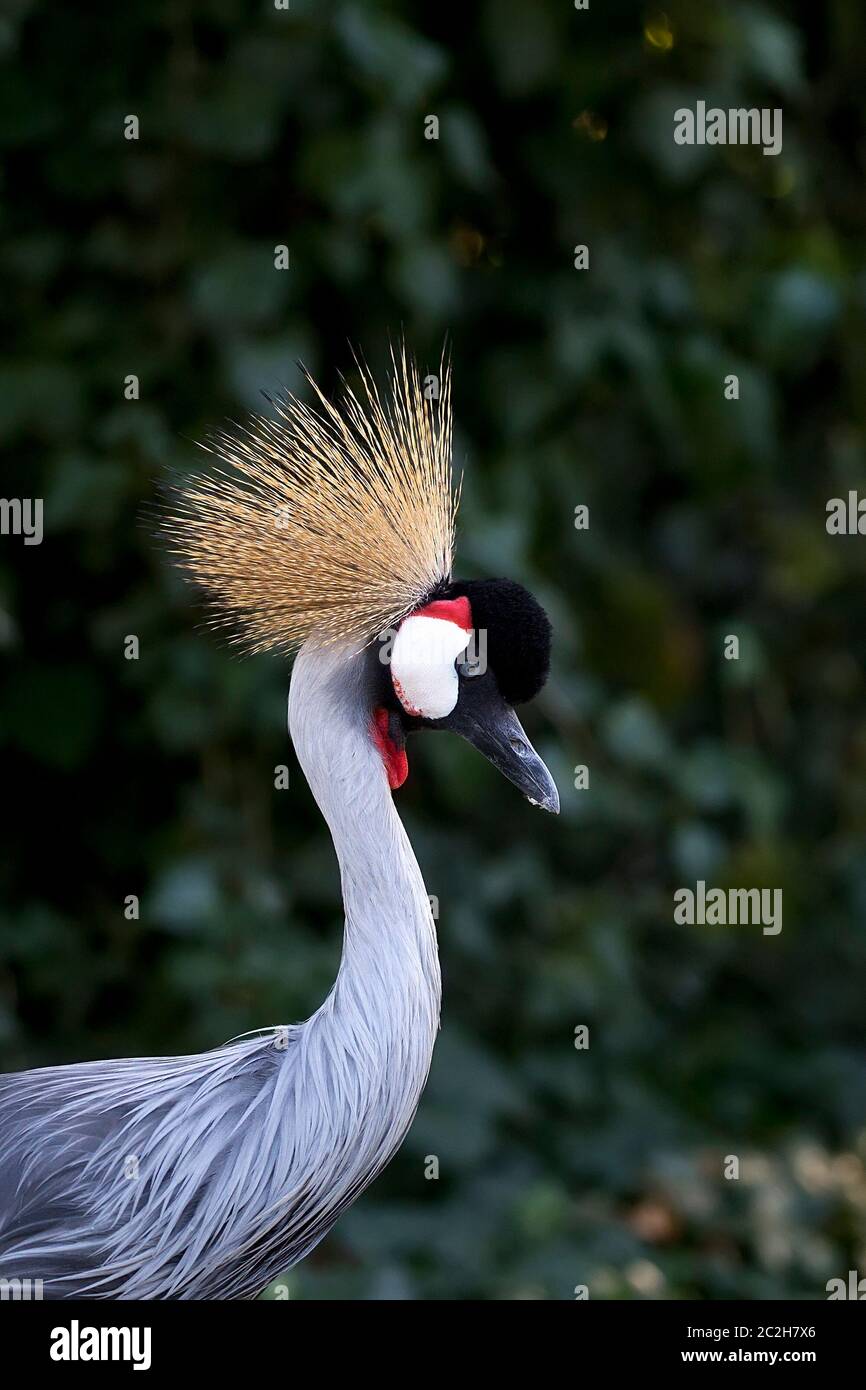 Grey Crowned Crane a portrait Stock Photo - Alamy