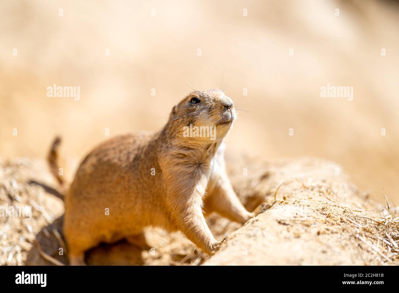 Are Prairie Dogs Territorial