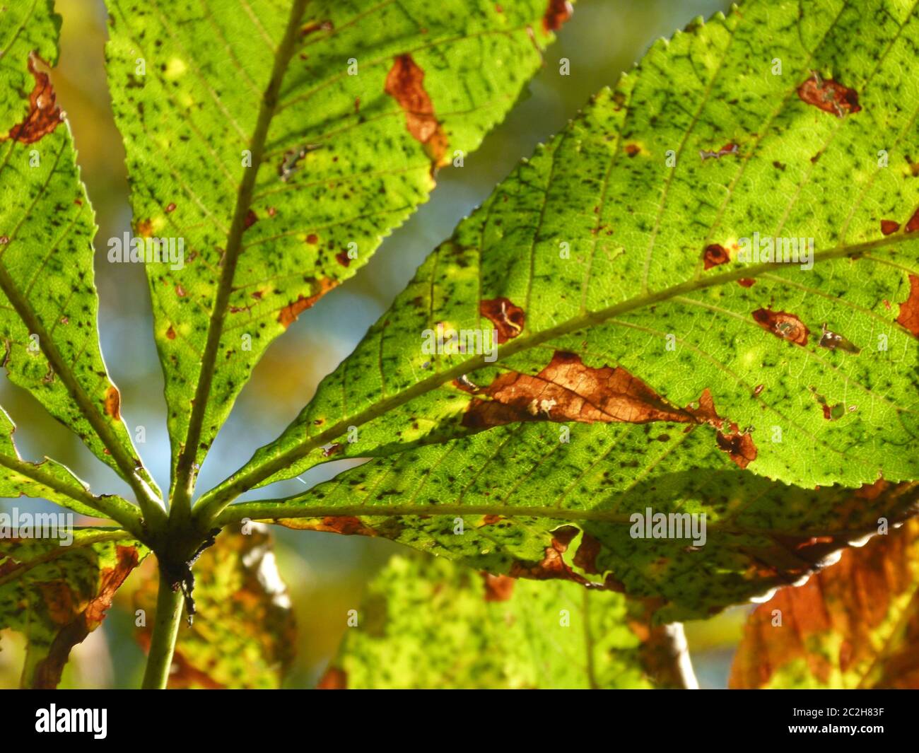Wilting leaves of the horse chestnut in the back light 3 Stock Photo ...