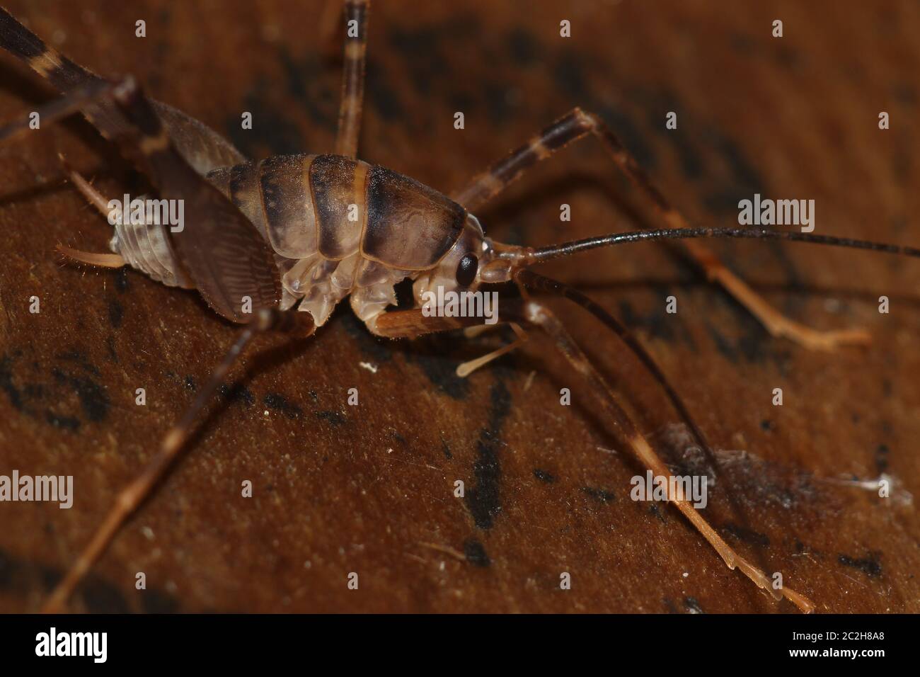 New Zealand cave weta (Rhaphidophoridae Stock Photo - Alamy