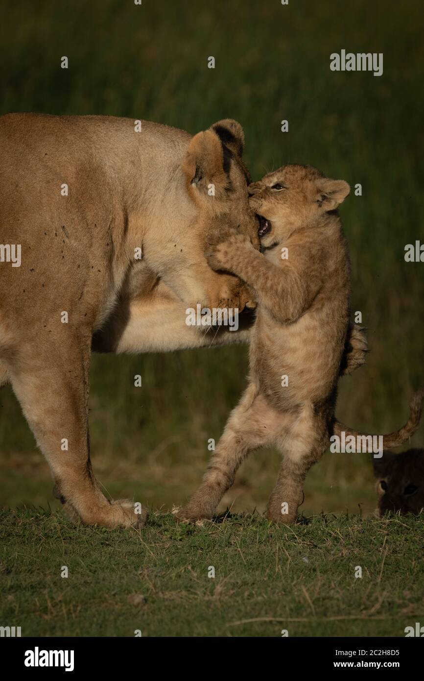 Lion panthera leo lioness biting hi-res stock photography and images ...