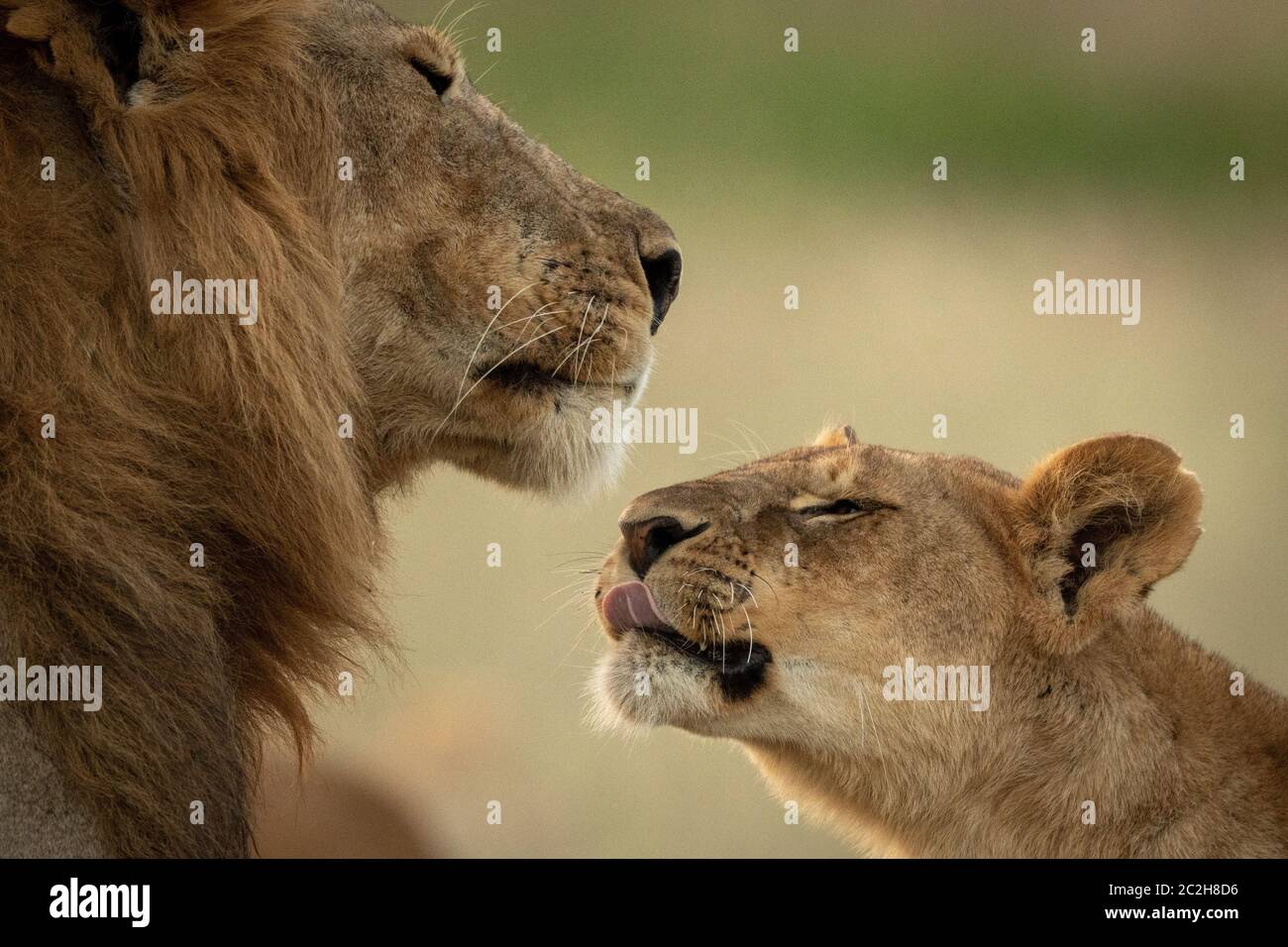 Lion reaching hi-res stock photography and images - Alamy