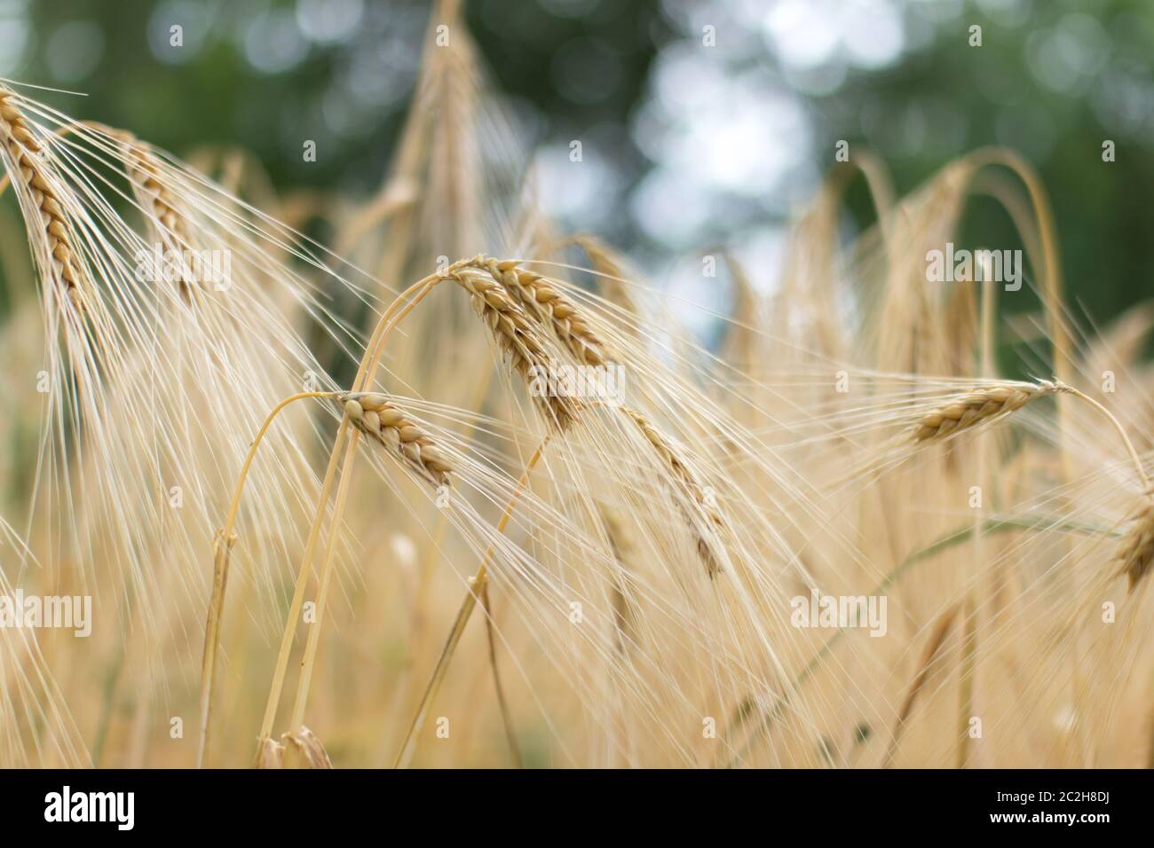 Sunshine bread hi-res stock photography and images - Alamy