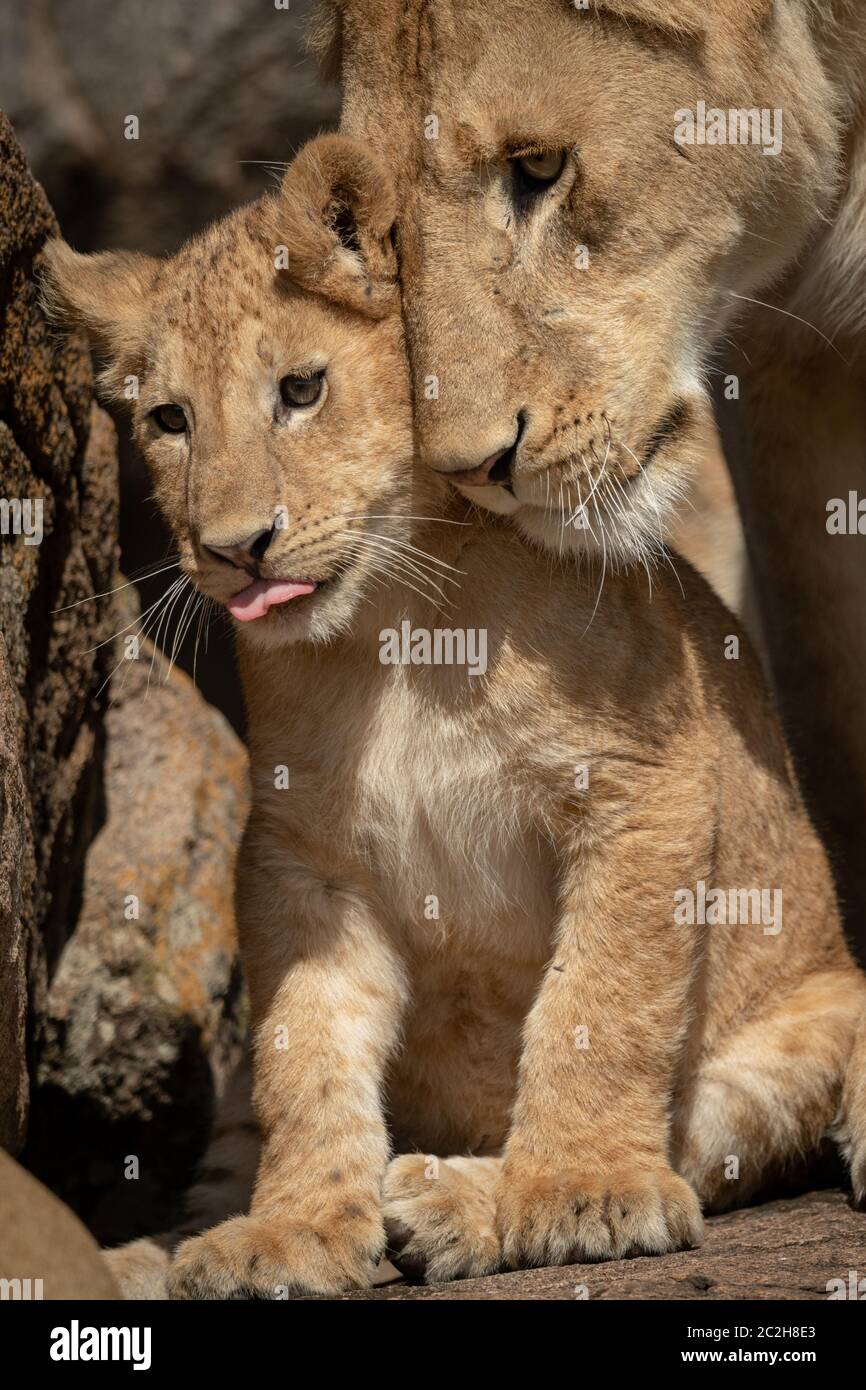 Close-up of cub sitting nuzzled by lioness Stock Photo - Alamy