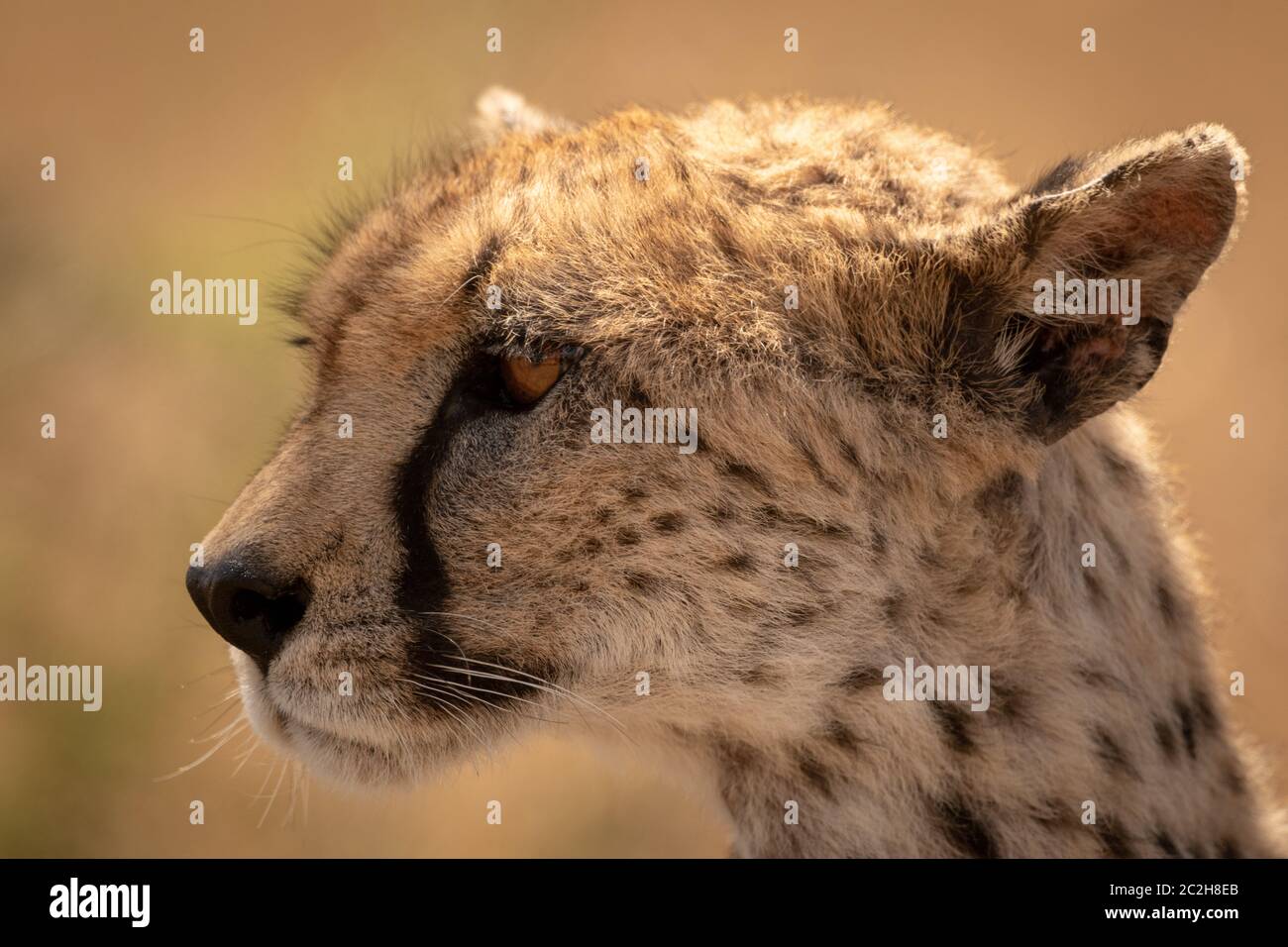 Close-up of female cheetah head turned left Stock Photo - Alamy