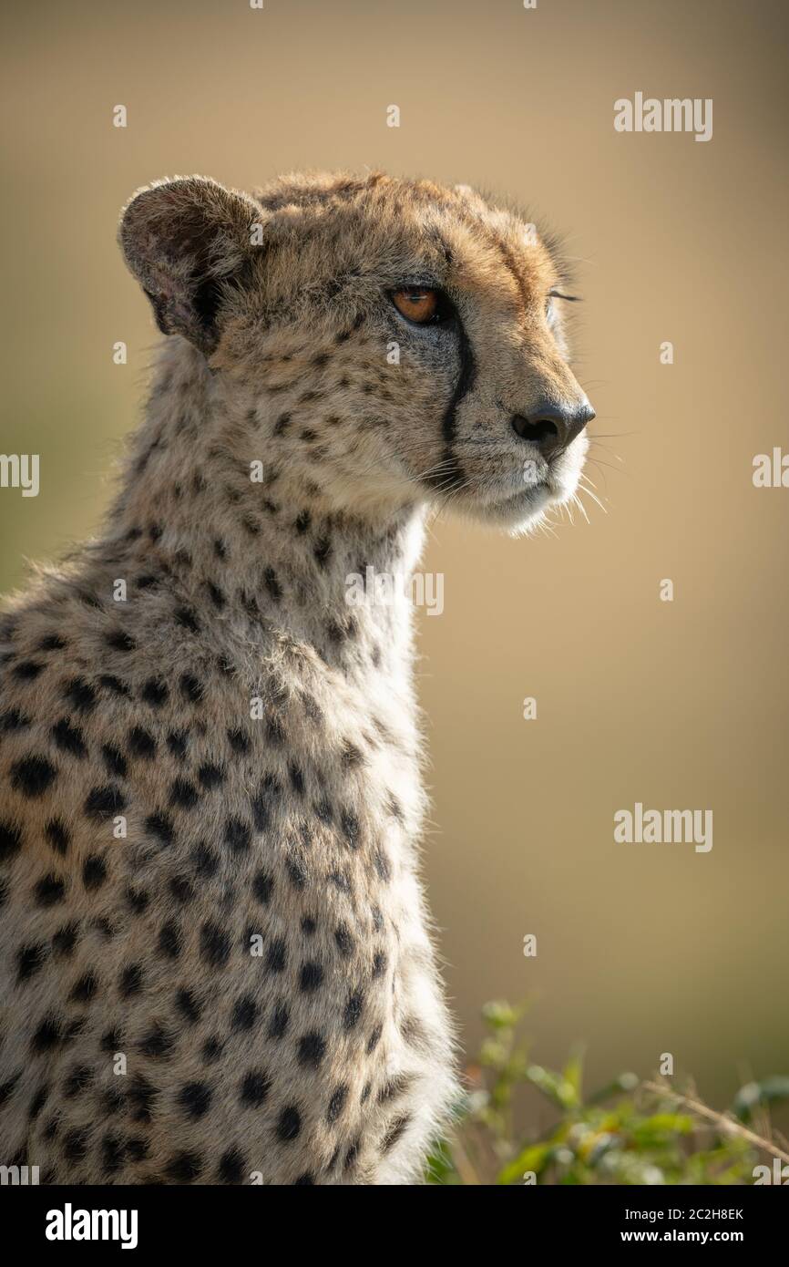 Cheetah facing right hi-res stock photography and images - Alamy