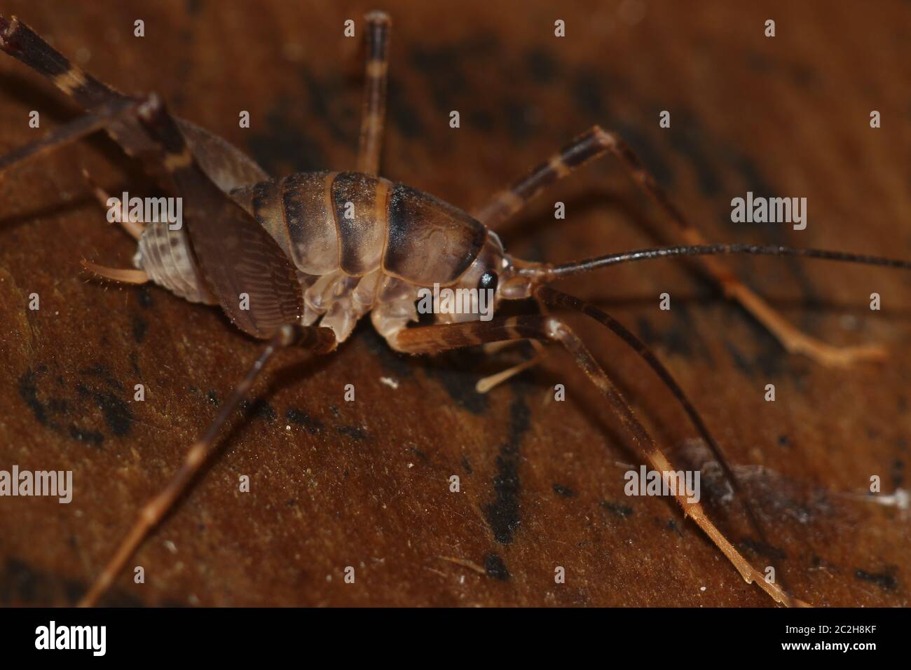Weta insect new zealand hi-res stock photography and images - Alamy