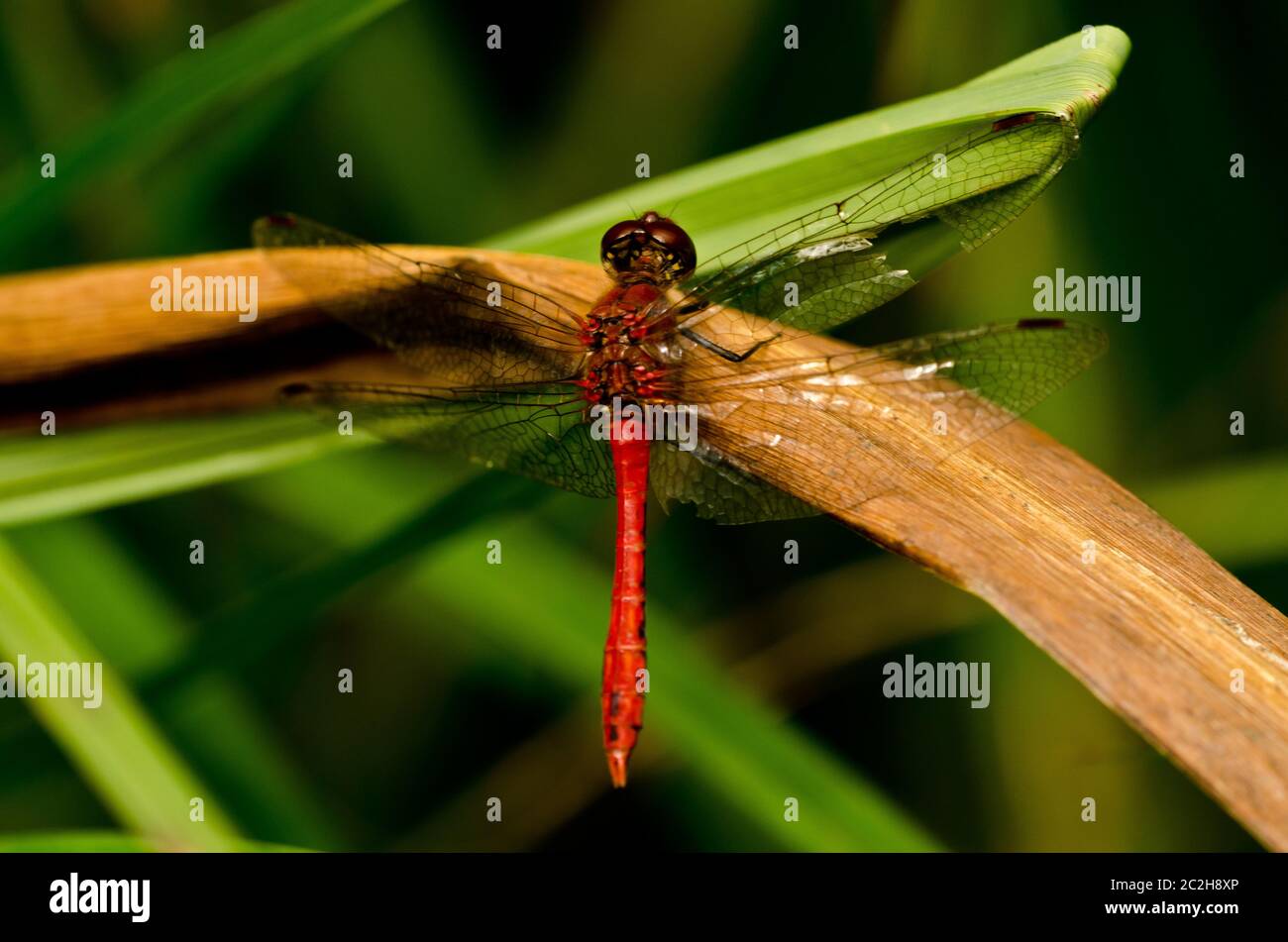 Scarlet dragonfly hi-res stock photography and images - Alamy