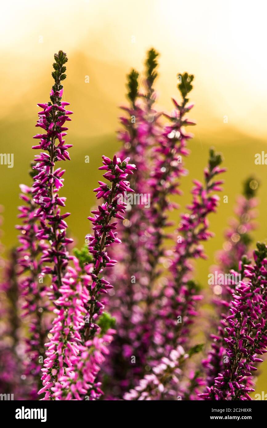 Erica ericaceae hi-res stock photography and images - Alamy