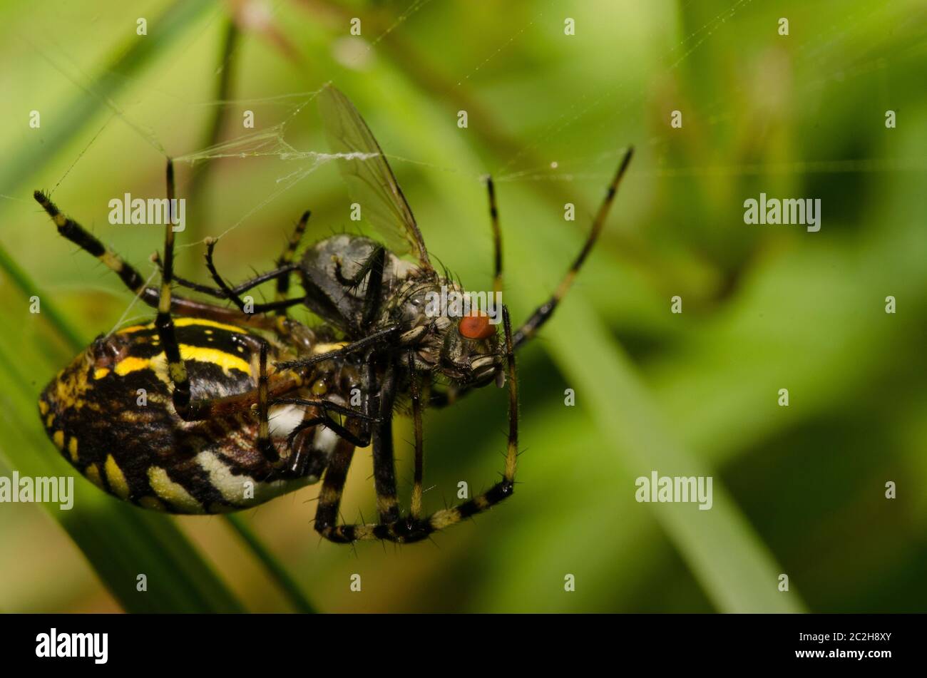 Spider Eat Fly High Resolution Stock Photography and Images - Alamy