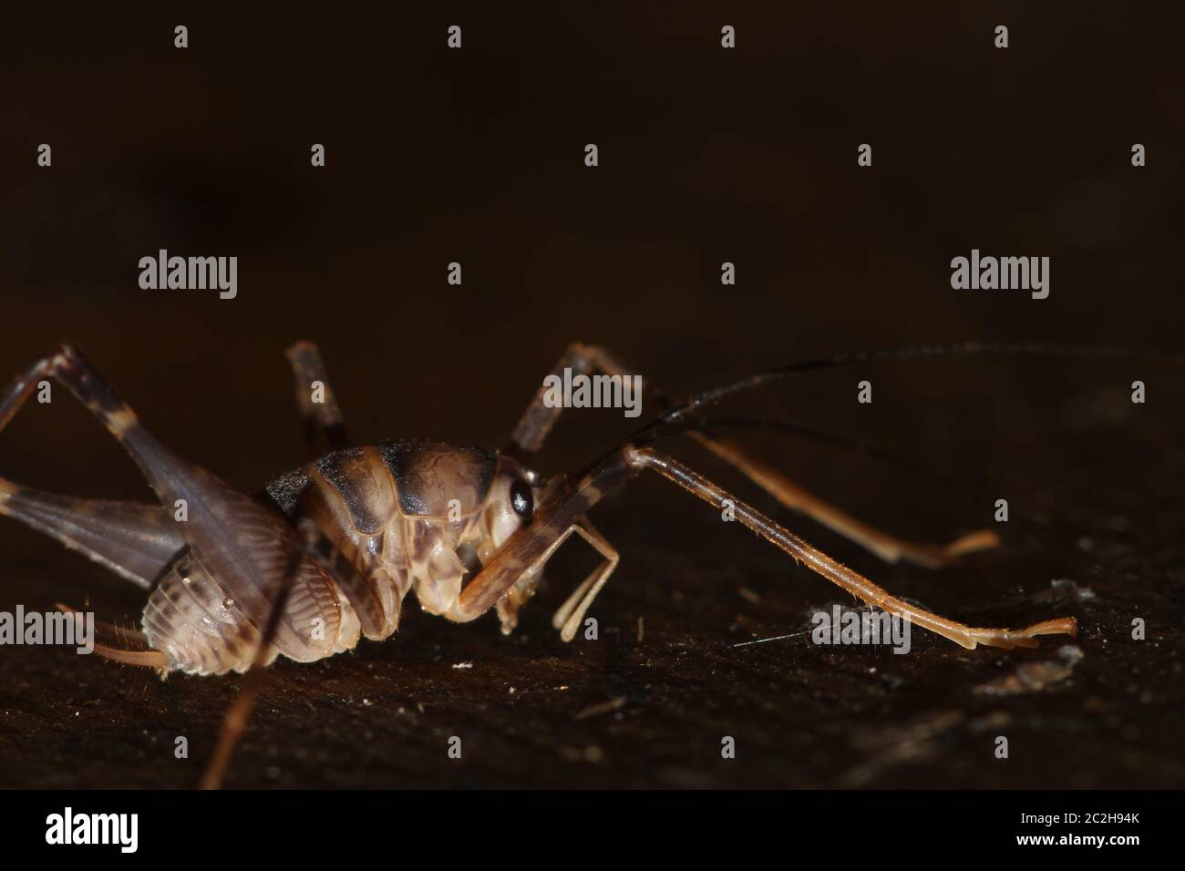 New Zealand cave weta (Rhaphidophoridae Stock Photo - Alamy