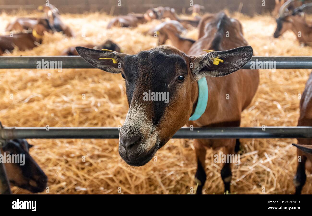 Goat browsing hi-res stock photography and images - Alamy