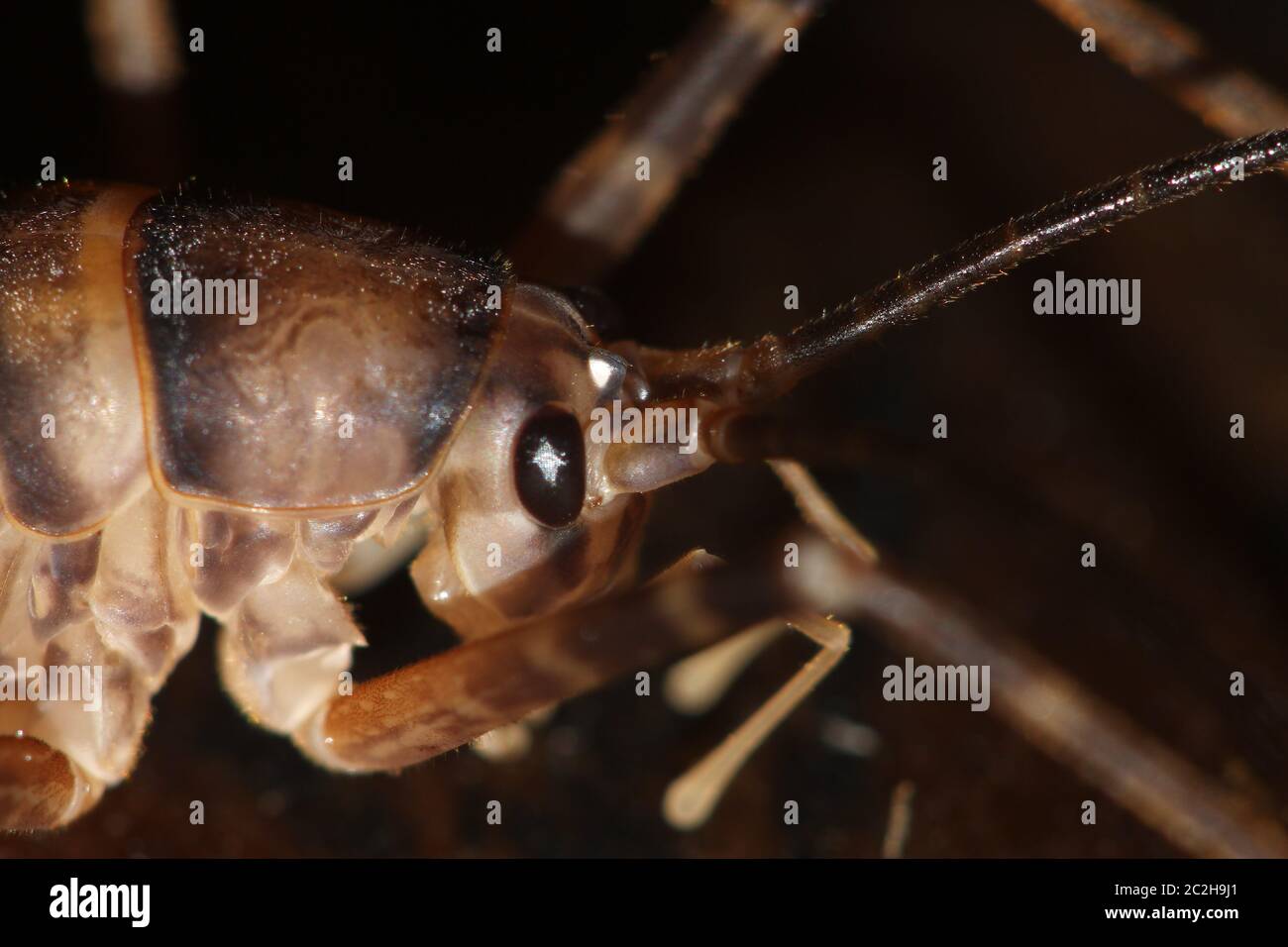 New Zealand cave weta (Rhaphidophoridae Stock Photo - Alamy