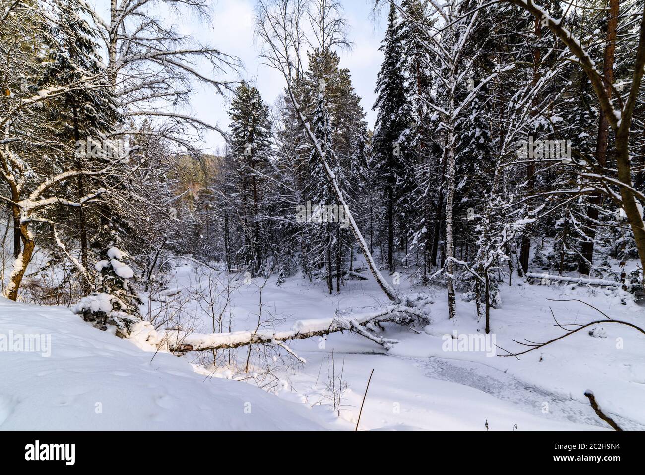 the bed of a frozen river in a snowy forest and a fallen tree instead ...
