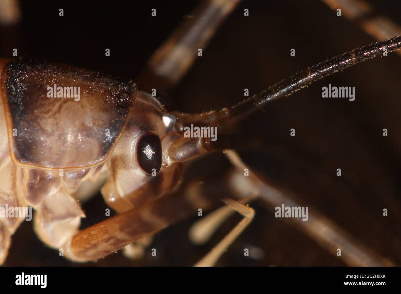 Cave cricket new zealand hi-res stock photography and images - Alamy