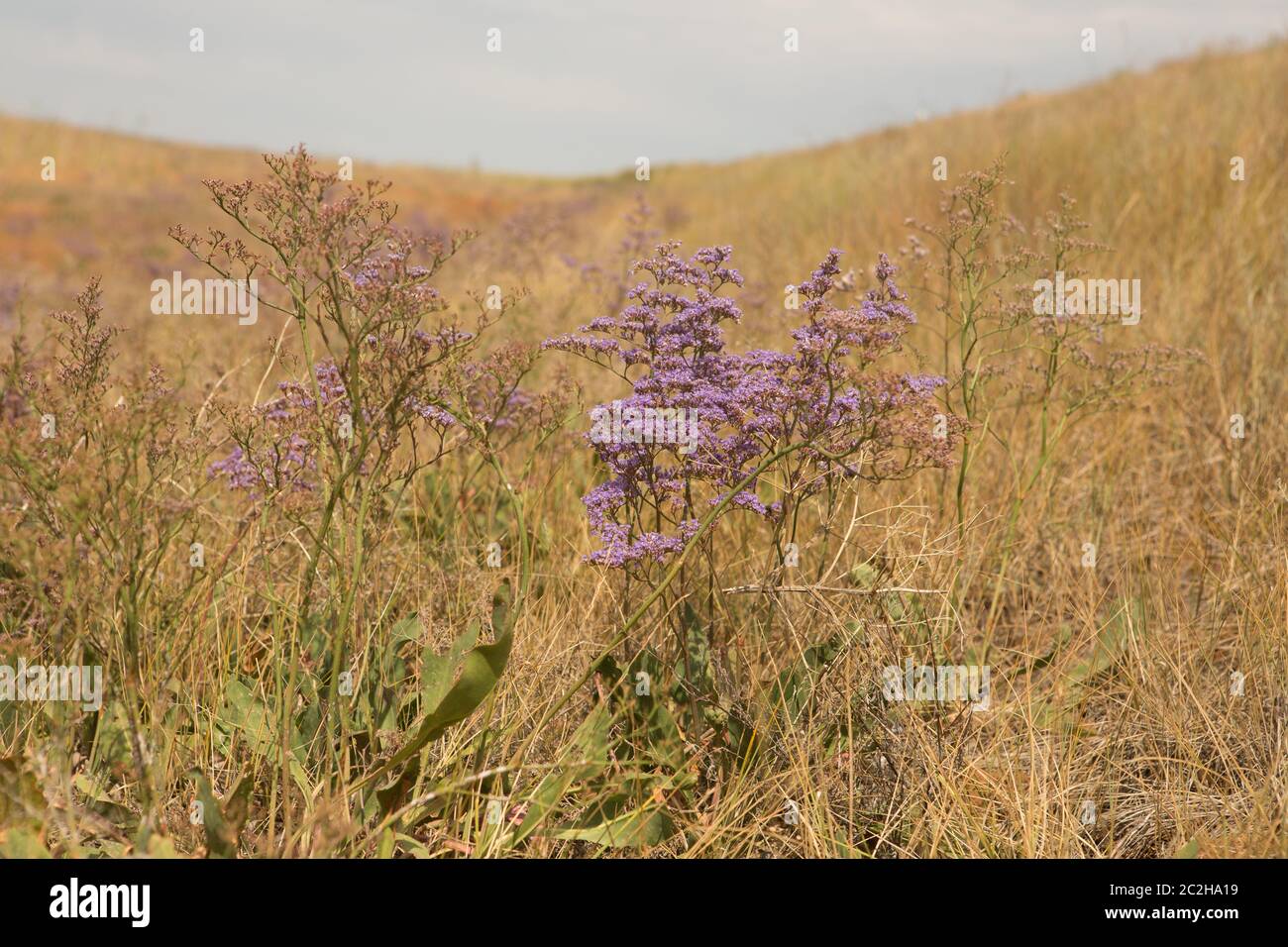 Stem of Limonium vulgare Mill with flowers on nature background Stock ...