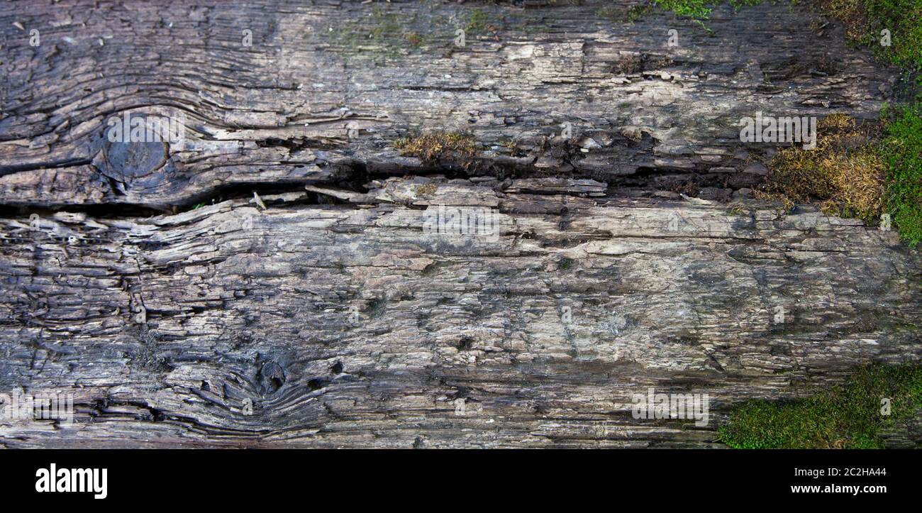 Board covered with moss hi-res stock photography and images - Alamy