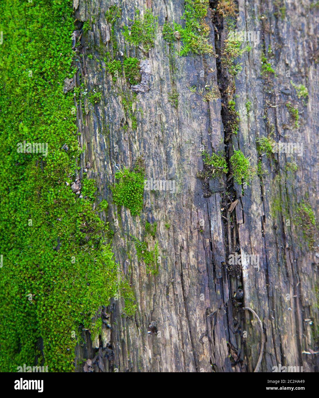 Board covered with moss hi-res stock photography and images - Alamy