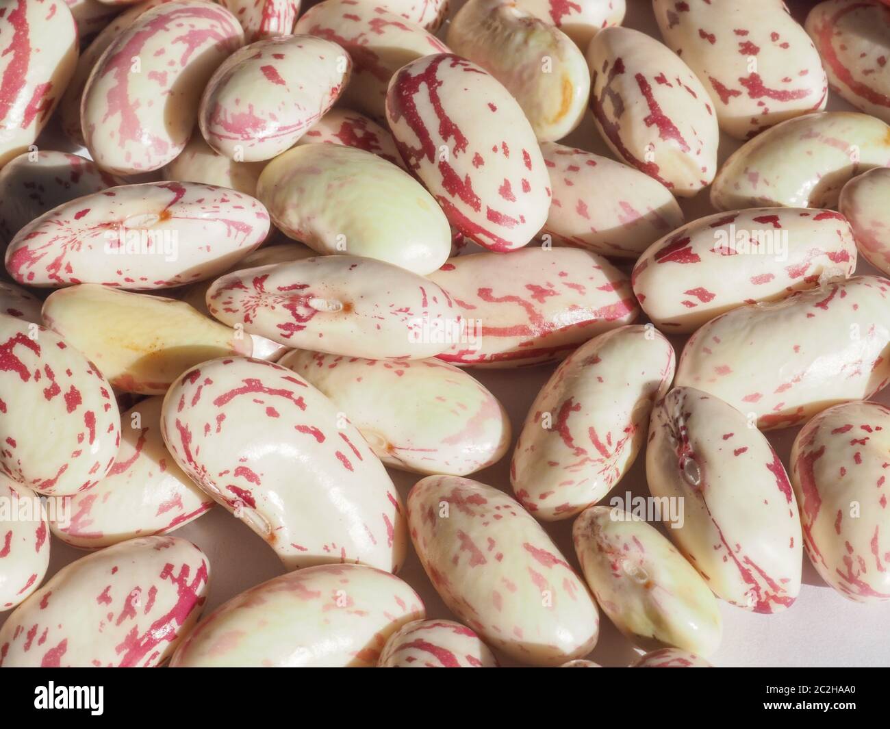 crimson beans variety of common bean (Phaseolus vulgaris) aka borlotti ...