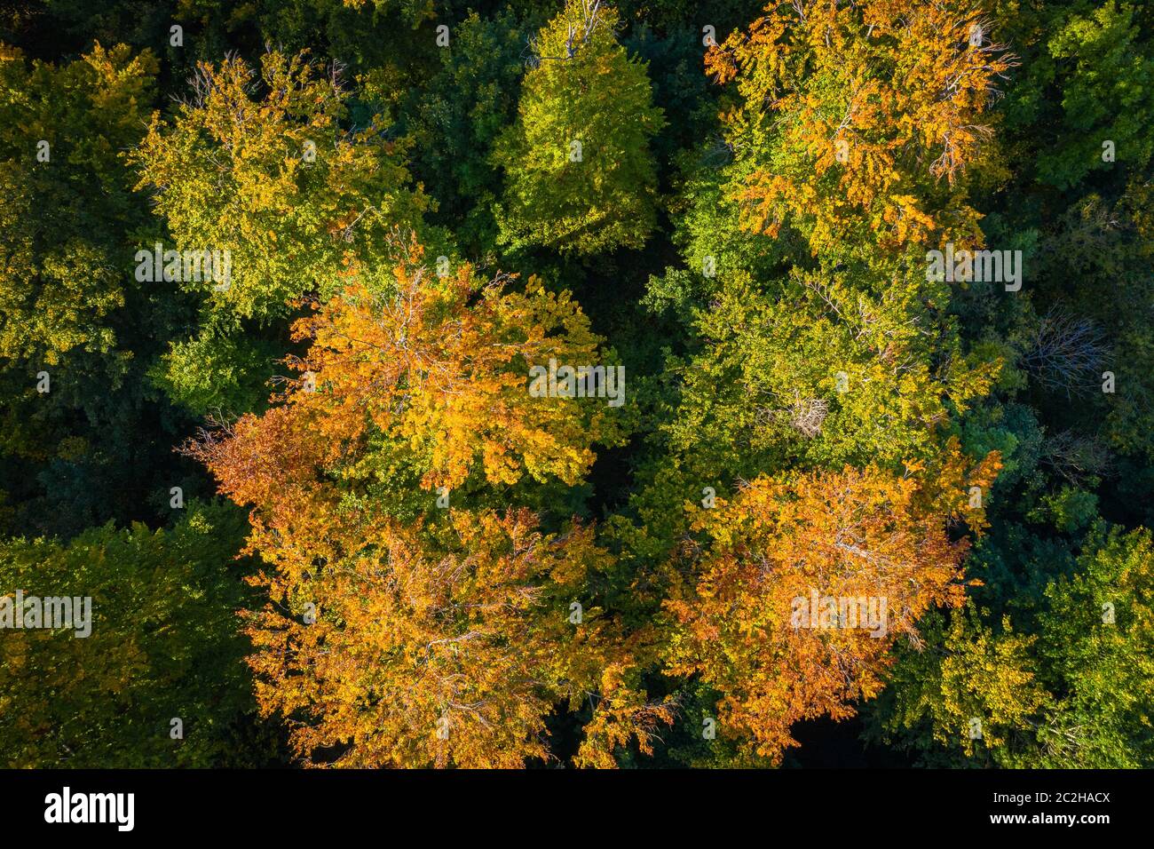 aerial of colorful treetops at autumn Stock Photo - Alamy