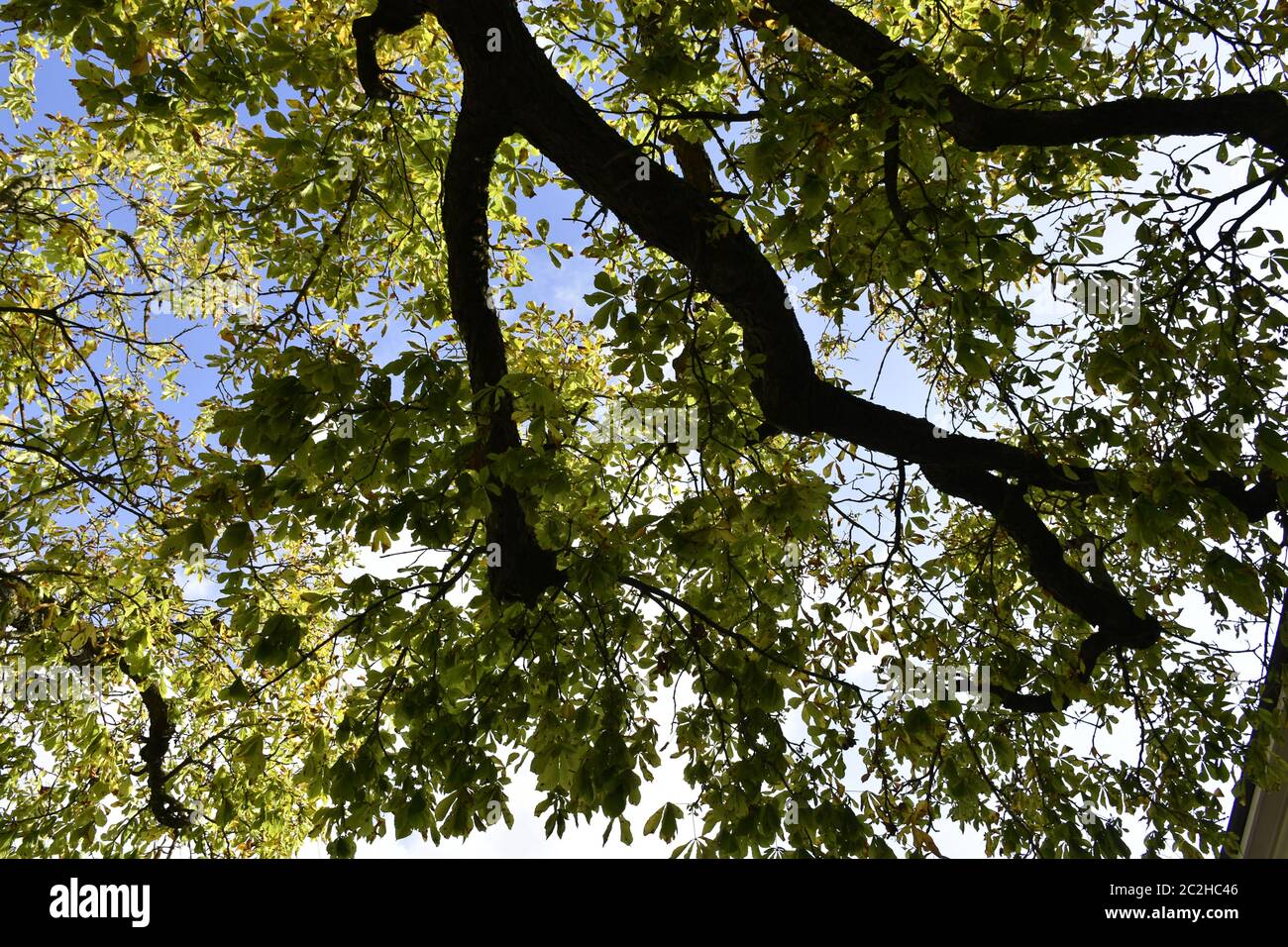 Tree trunk branches leaves from hi-res stock photography and images - Alamy