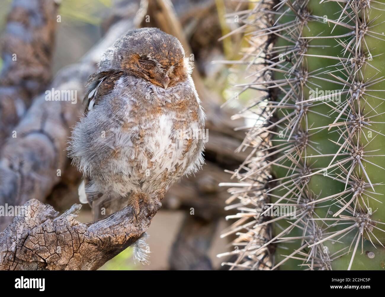 Elf owl hi-res stock photography and images - Alamy