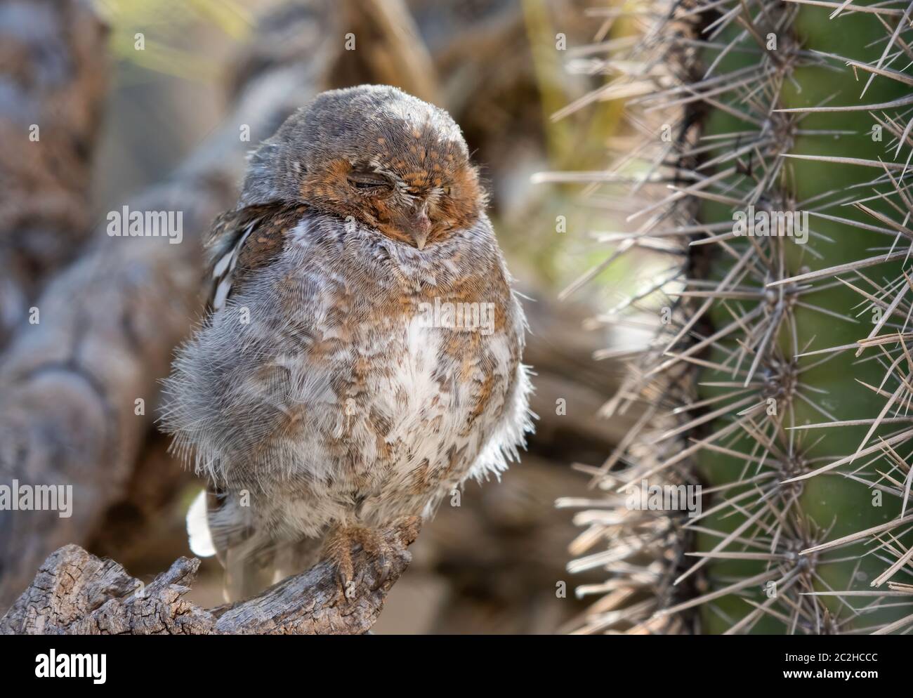 Elf owl hi-res stock photography and images - Alamy