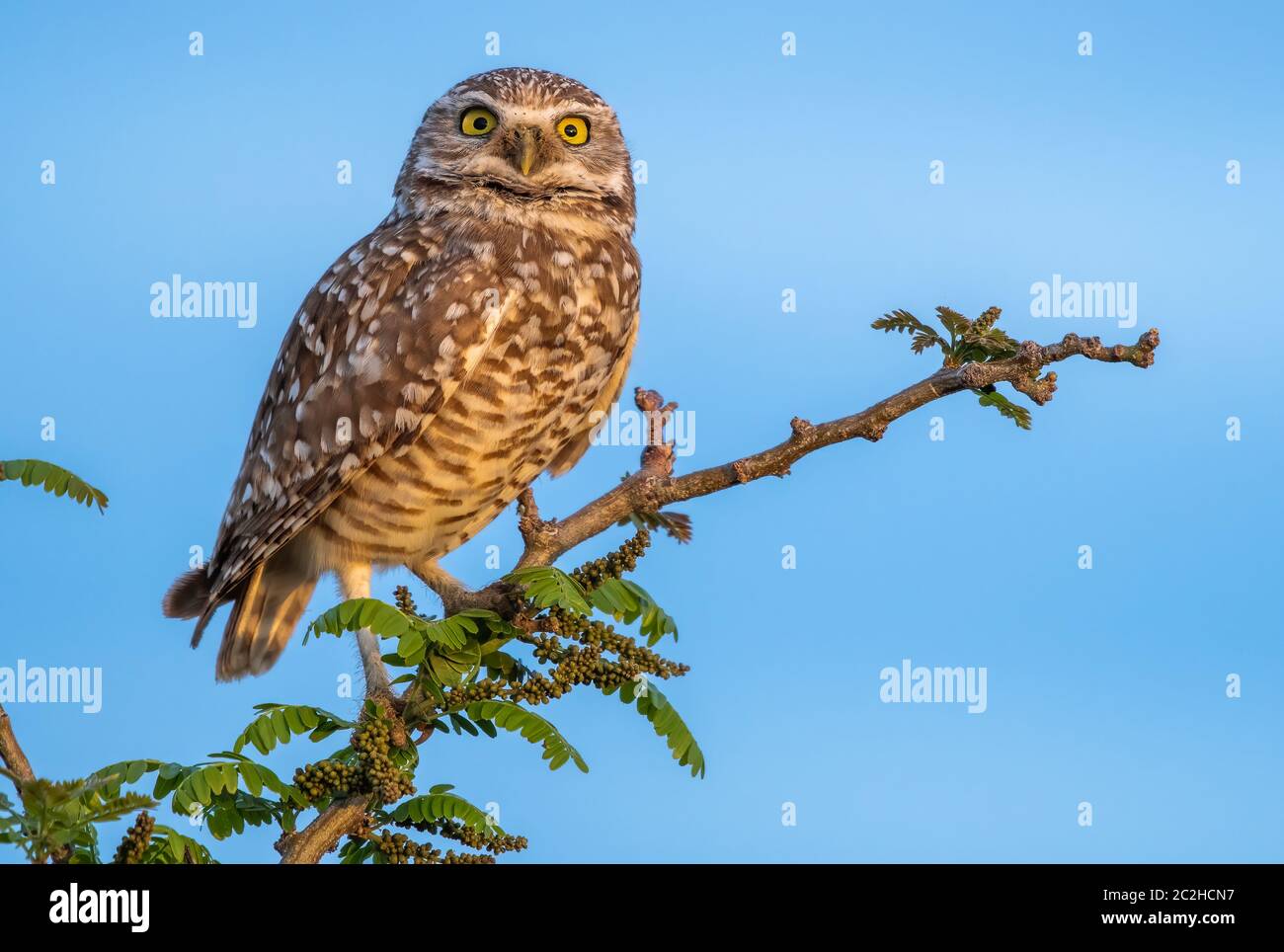 A Burrowing Owl, Athene cunicularia, perches in a tree in Zanjero Park ...