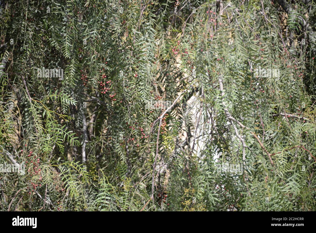 Pink pepper tree hi-res stock photography and images - Alamy