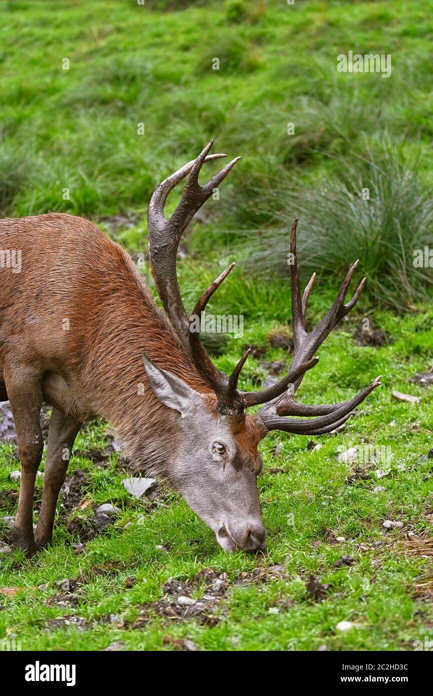 Deer Grazing on the Slope of a Hill Stock Photo - Alamy
