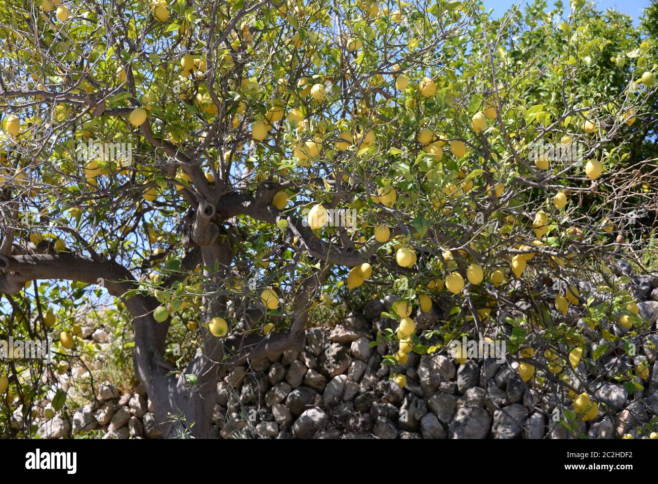 yellow lemons at the lemon tree, Province of Alicante, Costa Blanca ...