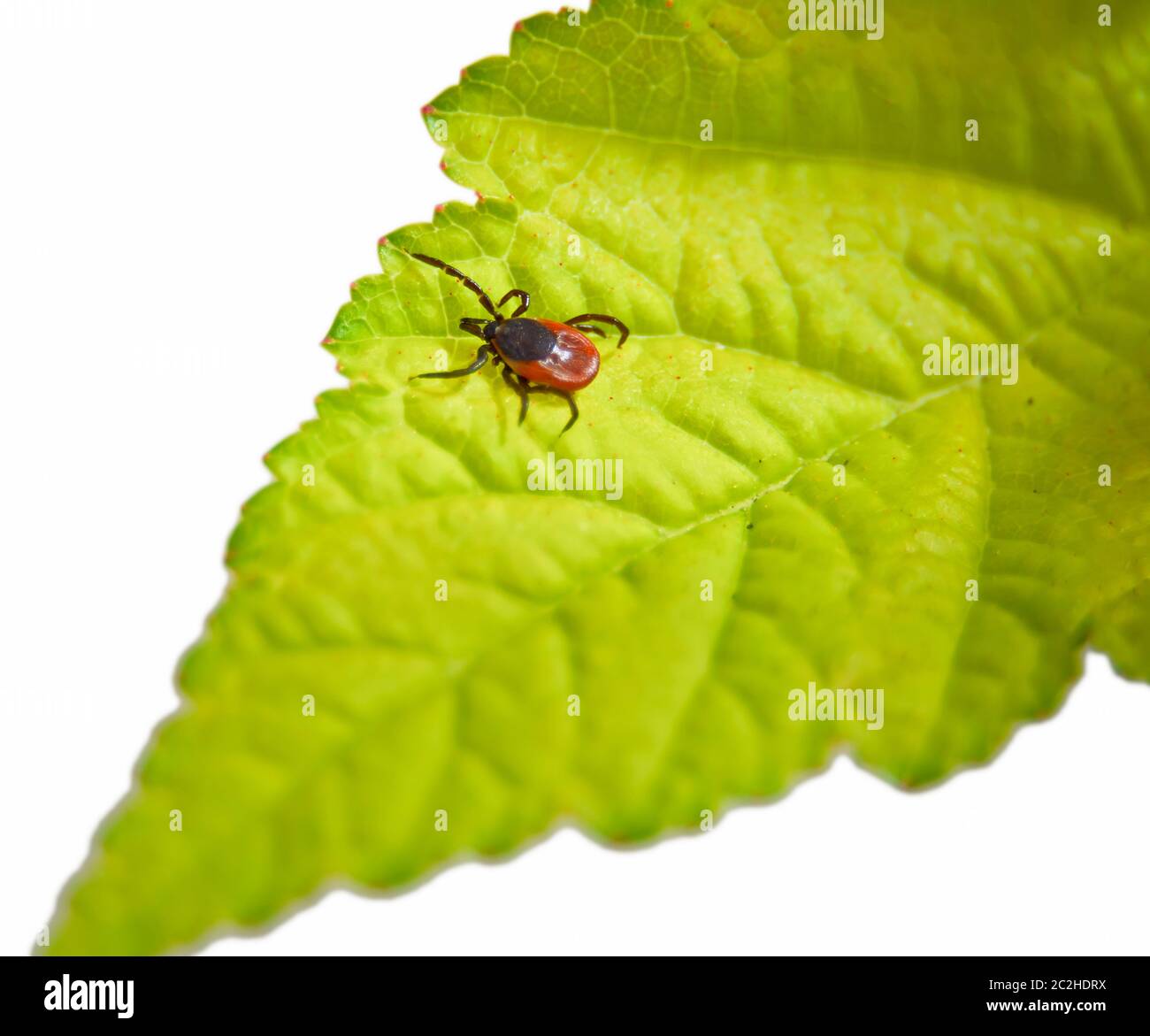 Green tick leaves hi-res stock photography and images - Alamy
