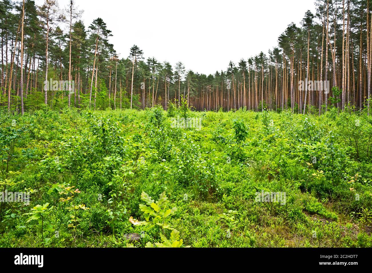 Forest cultivation and young tree seedlings Stock Photo - Alamy