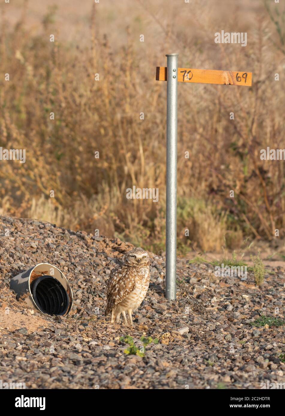 A Burrowing Owl, Athene cunicularia, stands at the entrance to its ...